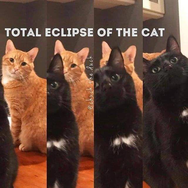 Total eclipse of the cat - 9GAG