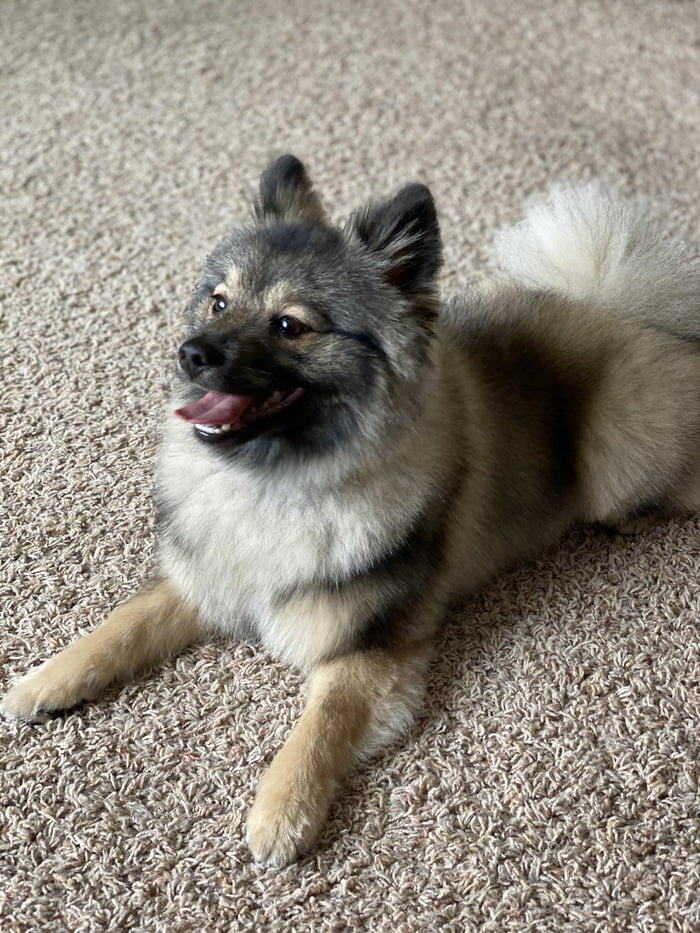 Puppy Theo the Pomkee - 9GAG