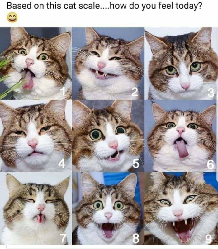 Cat scale - 9GAG