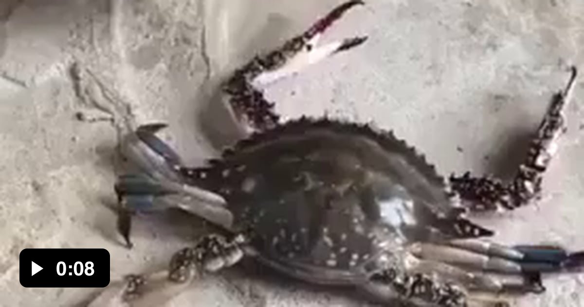 This cat getting pinched by a crab - 9GAG