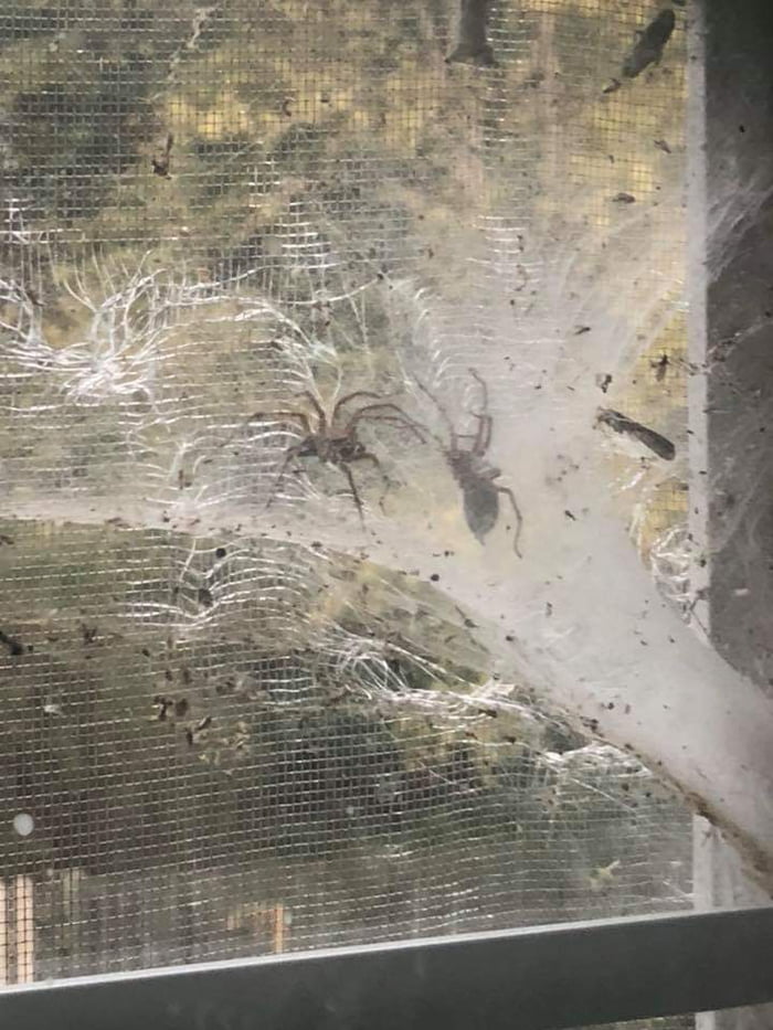 There’s a huge spider that lives in my window. This morning she has a ...