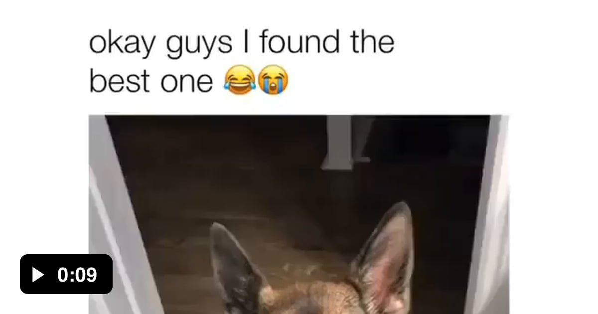 Story of good boi - 9GAG