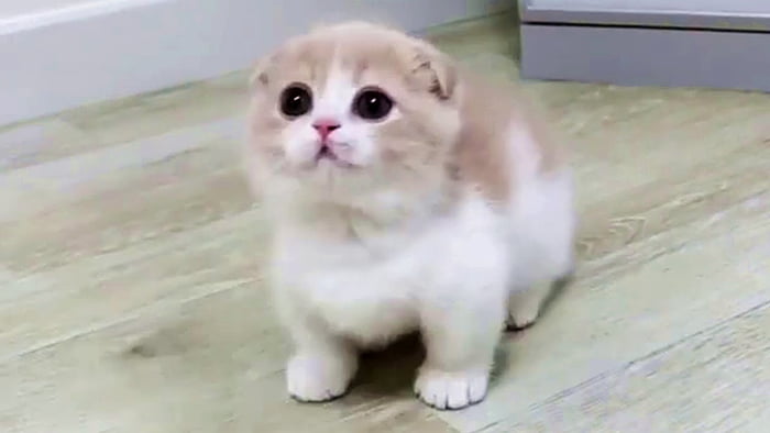 Smol kitty - 9GAG