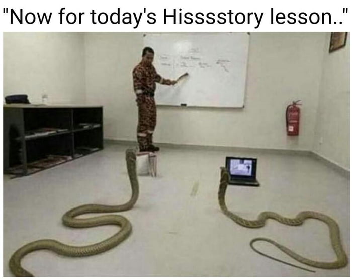 Snake Jazz is possible... - 9GAG