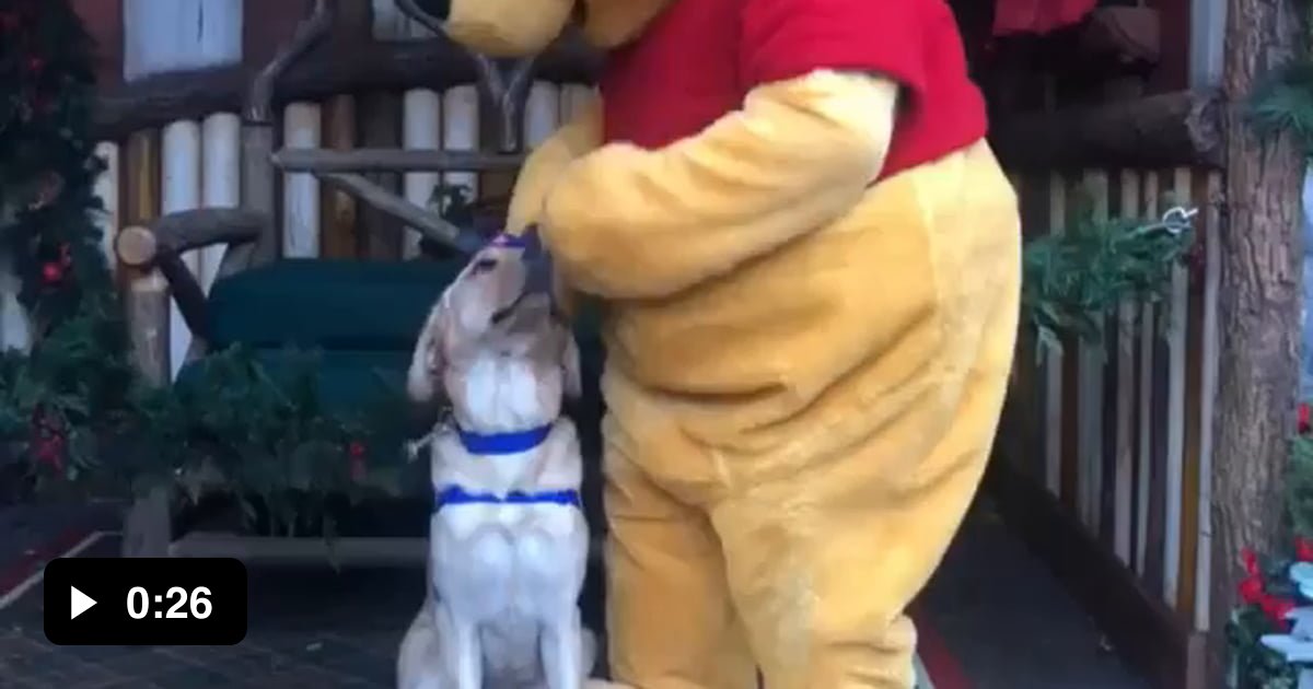 Doggo is proud and happy - 9GAG