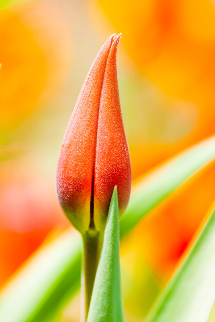 Orange Tulip bud (Photo credit to Zdenek Machacek) - 9GAG