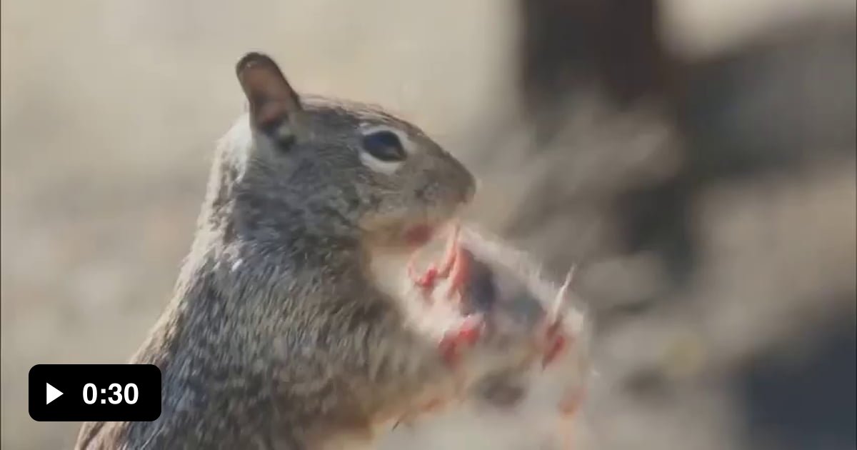 Squirrel eats a mouse - 9GAG