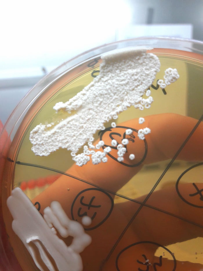 "Candida intermedia", one of the yeasts that I cultivate on agar plates ...