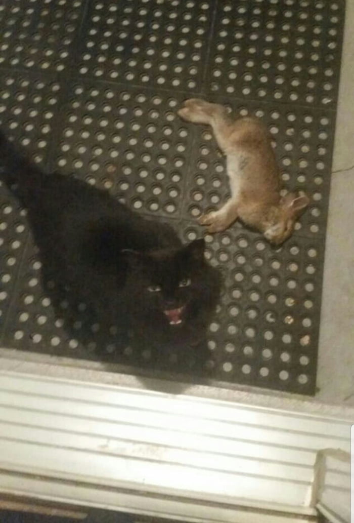 When you're broke af but your cat's got your back and provides for both ...