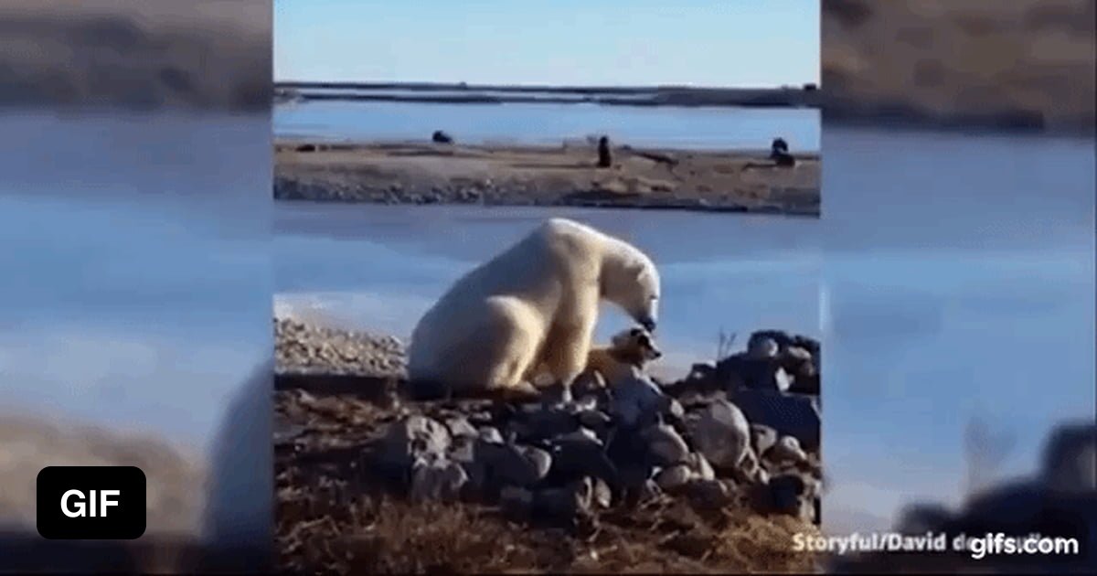 Ice doggo meets dry land doggo and approves - 9GAG