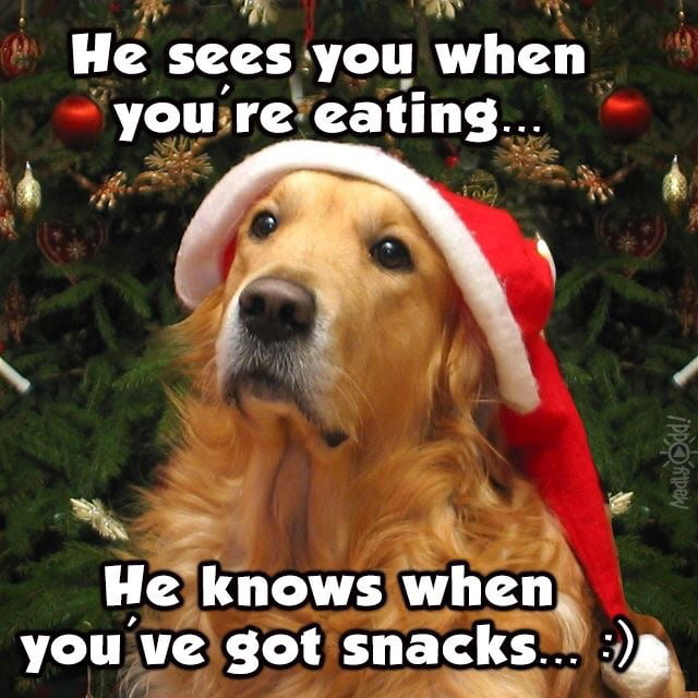 Santa Dog - 9GAG