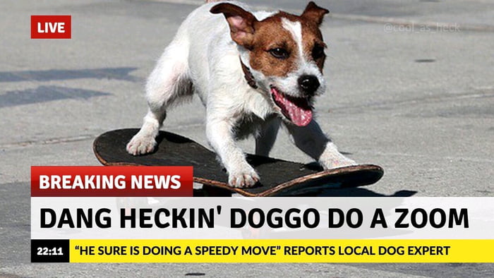 Hecking doggo - 9GAG