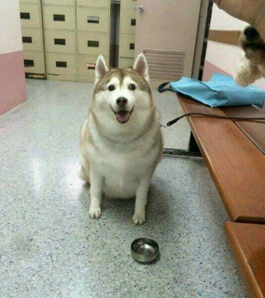 A Fat Husky - 9GAG