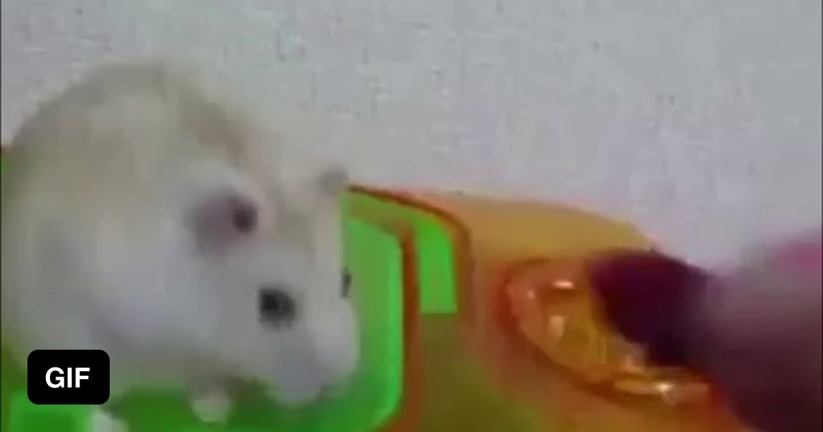 PTSD Hamster - 9GAG