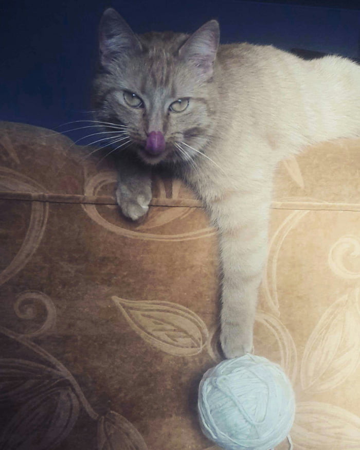 When your cat flirting better that you. - 9GAG