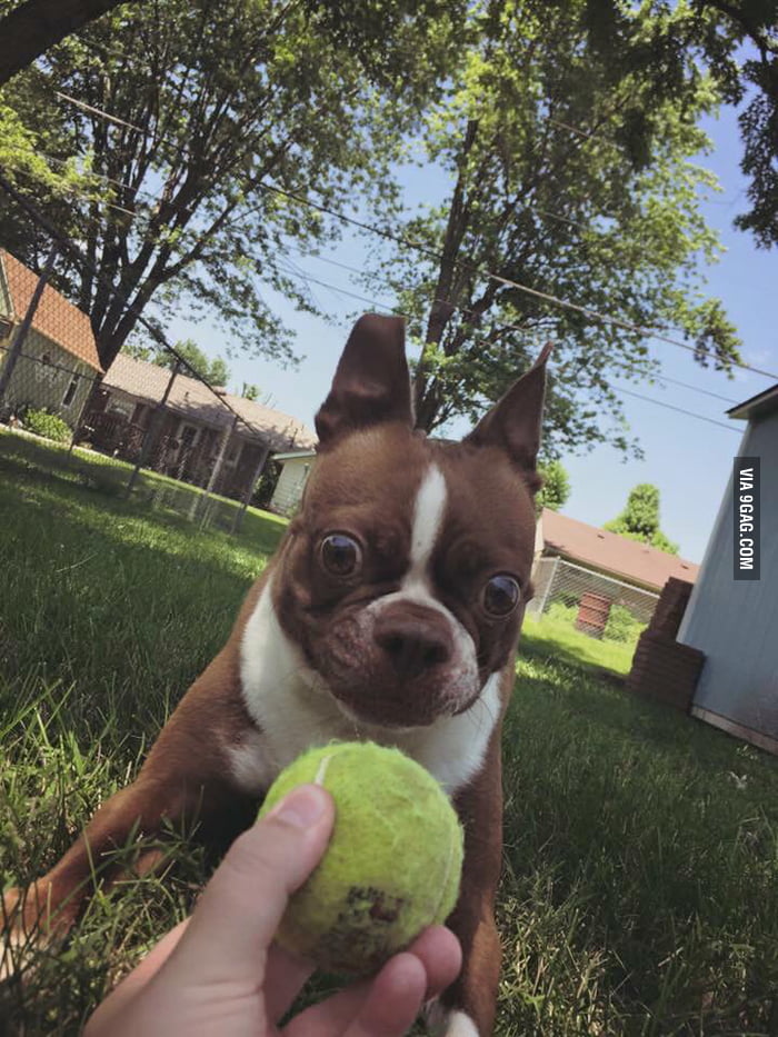 THROW IT THROW IT THROW IT - 9GAG