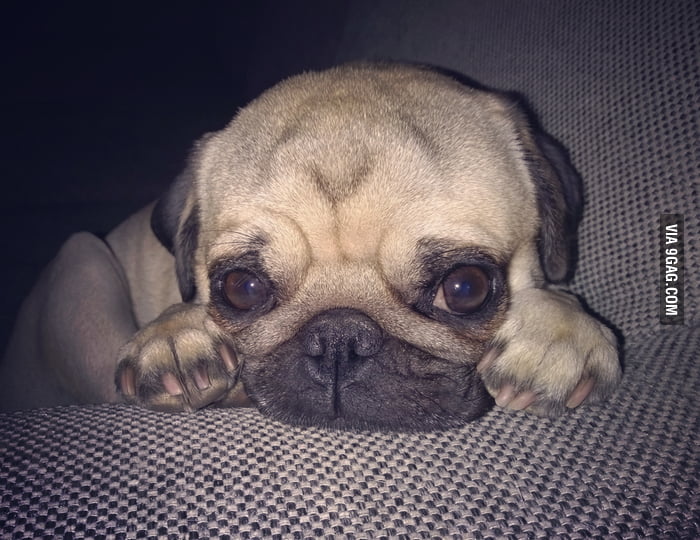 Just wanted to share a pic of my dog Baltazar. - 9GAG