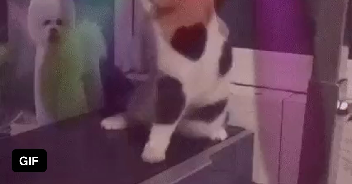 Cats can go clubbing too. - 9GAG