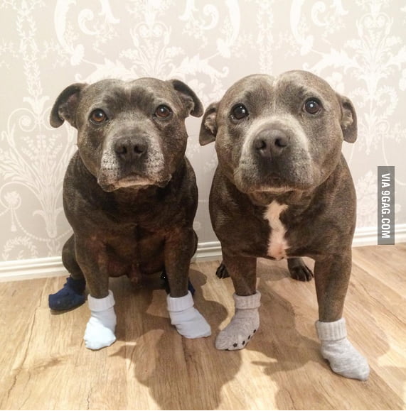 Adorable dogs wearing socks - 9GAG