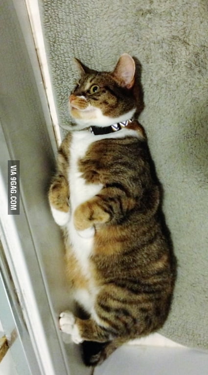 I think my cat is having an existential crisis - 9GAG
