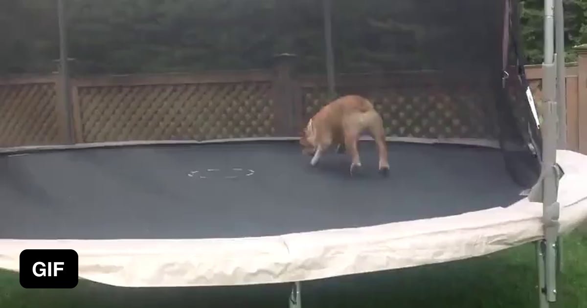 A dog doing tricks on a trampoline - 9GAG