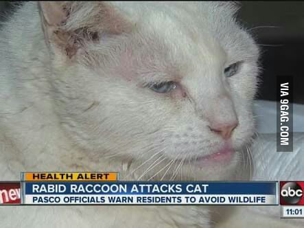 This cat has the most "who gives a shit?" look ever. - 9GAG
