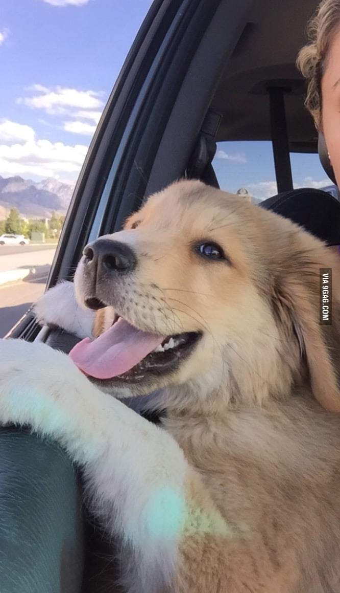 This dog won a photo contest - 9GAG