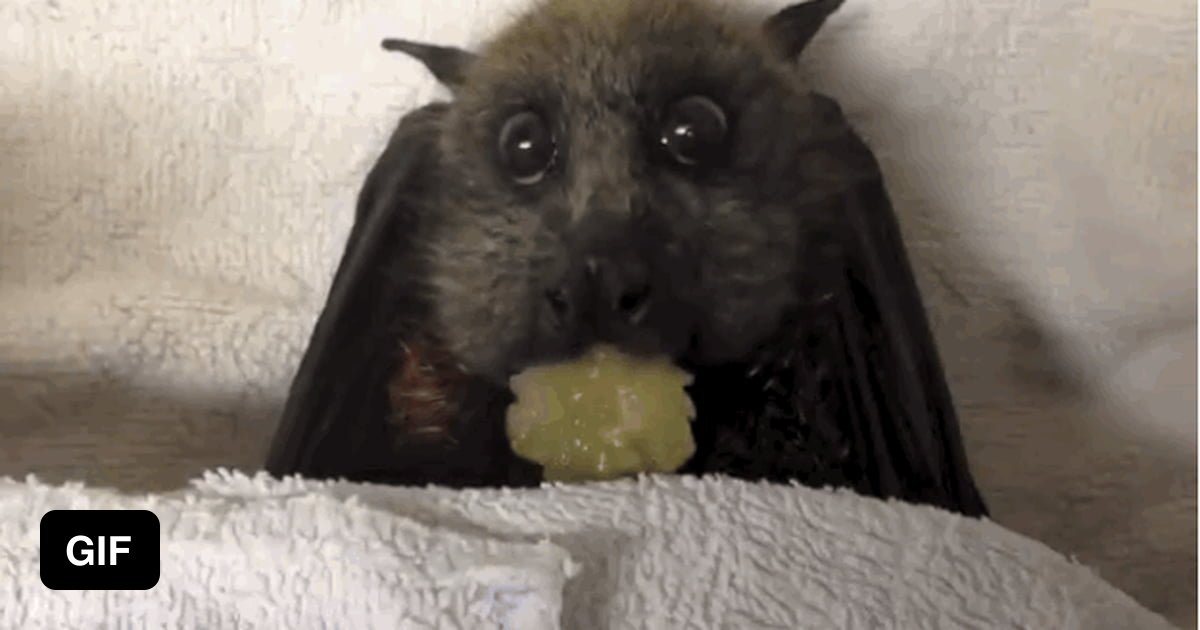 Just a bat. Eating a grape. Yeah, Bruce.. this is terrifying.. - 9GAG