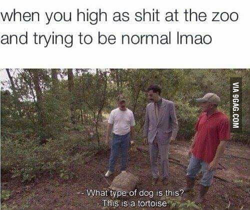 Had to post this because 9gaggers love tortoise and turtles - 9GAG