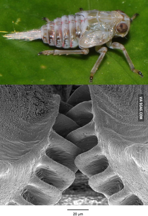 There is a bug that evolved to have actual mechanical gears - 9GAG