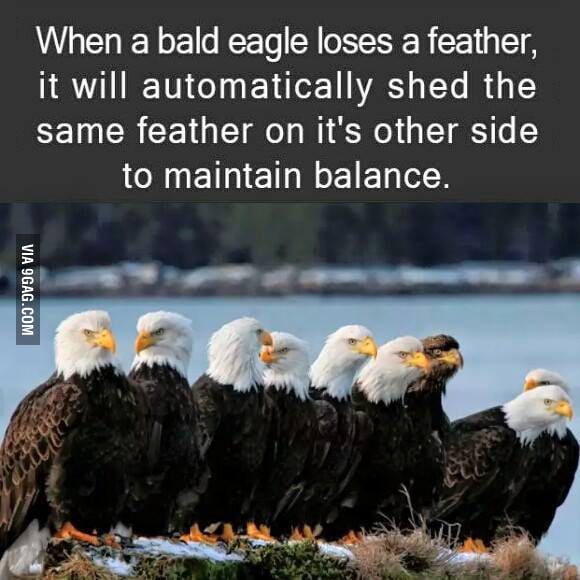 Now it makes sense why they call it a bald eagle - 9GAG
