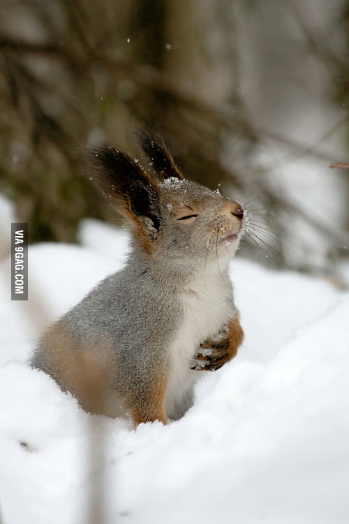 Easy, breezy, beautiful, cover squirrel - 9GAG