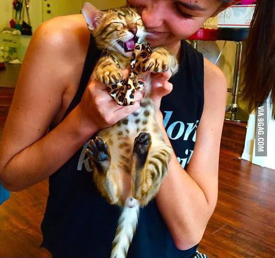 Such a happy bengal kitten - 9GAG