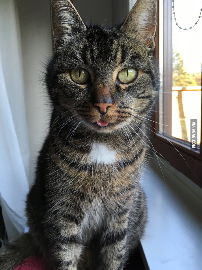 Just My Derpy Cat 9gag 