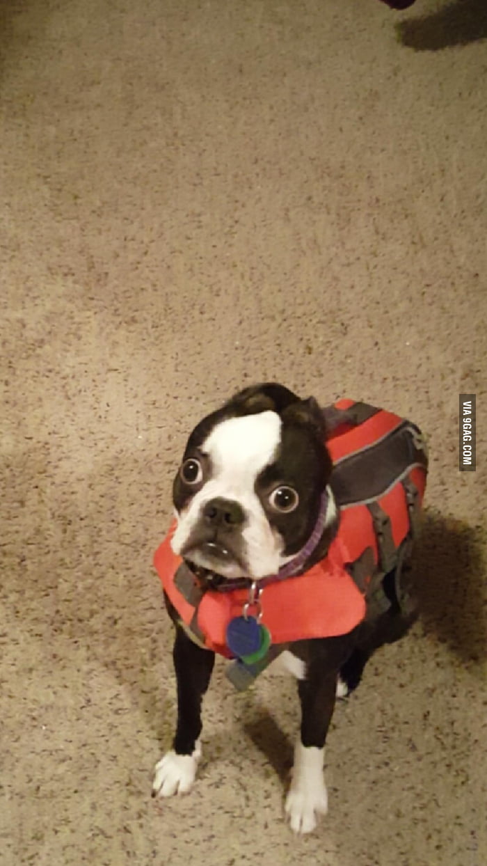 We got Dory a life jacket so she can go in the kayaks I dunno how she ...