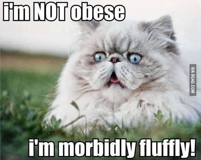 Derpy cat things - 9GAG