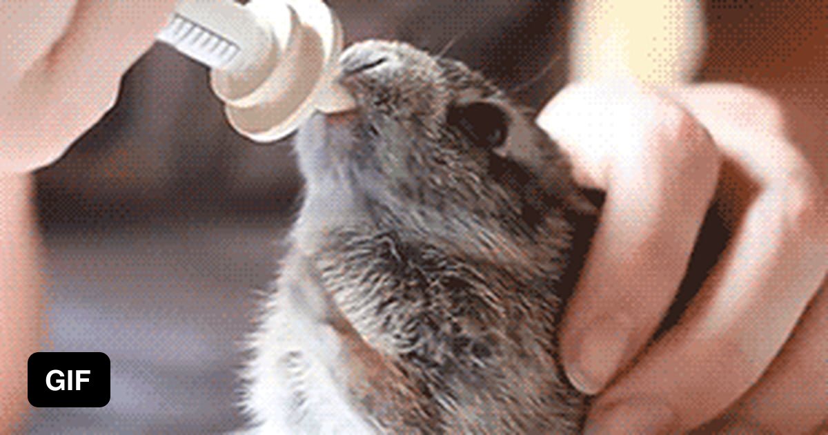 Excited baby bunny drinking milk - 9GAG