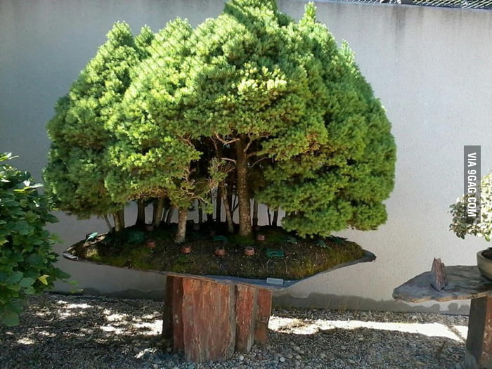 Bonsai forest - 9GAG