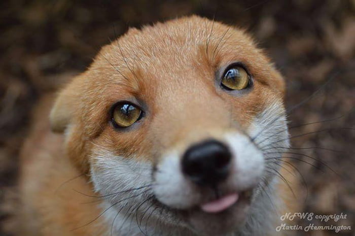 "Pudding" is a resident Fox at the National Fox Welfare Society, as he ...