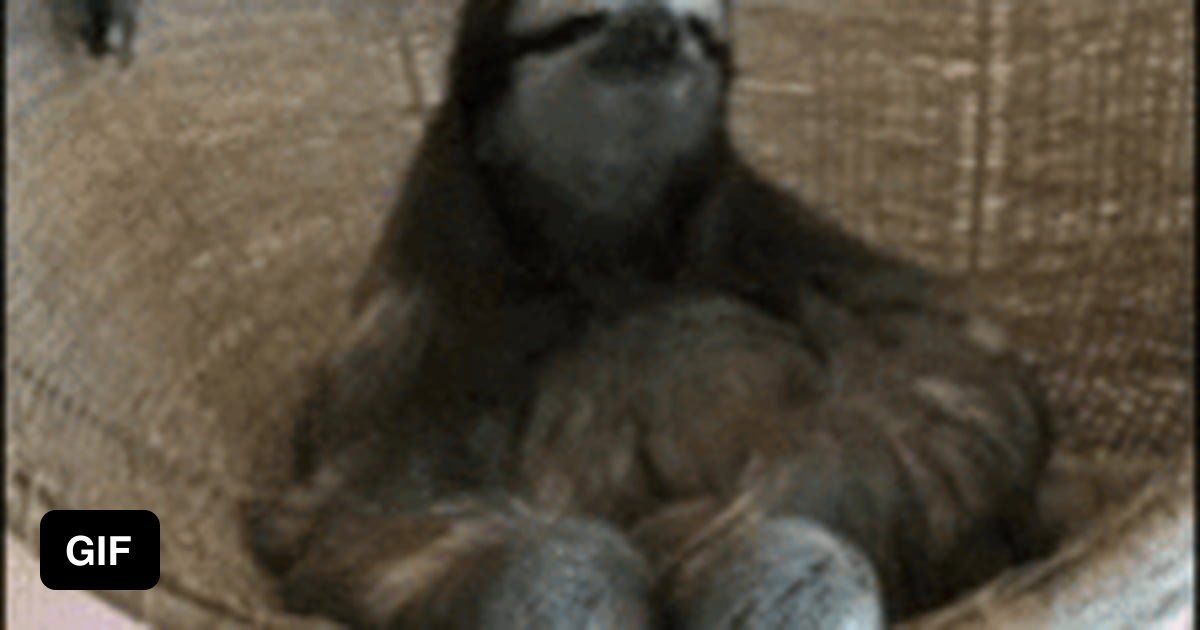 Dirty Sloth on Valentine's day (sorry for the bad quality of the gif ...