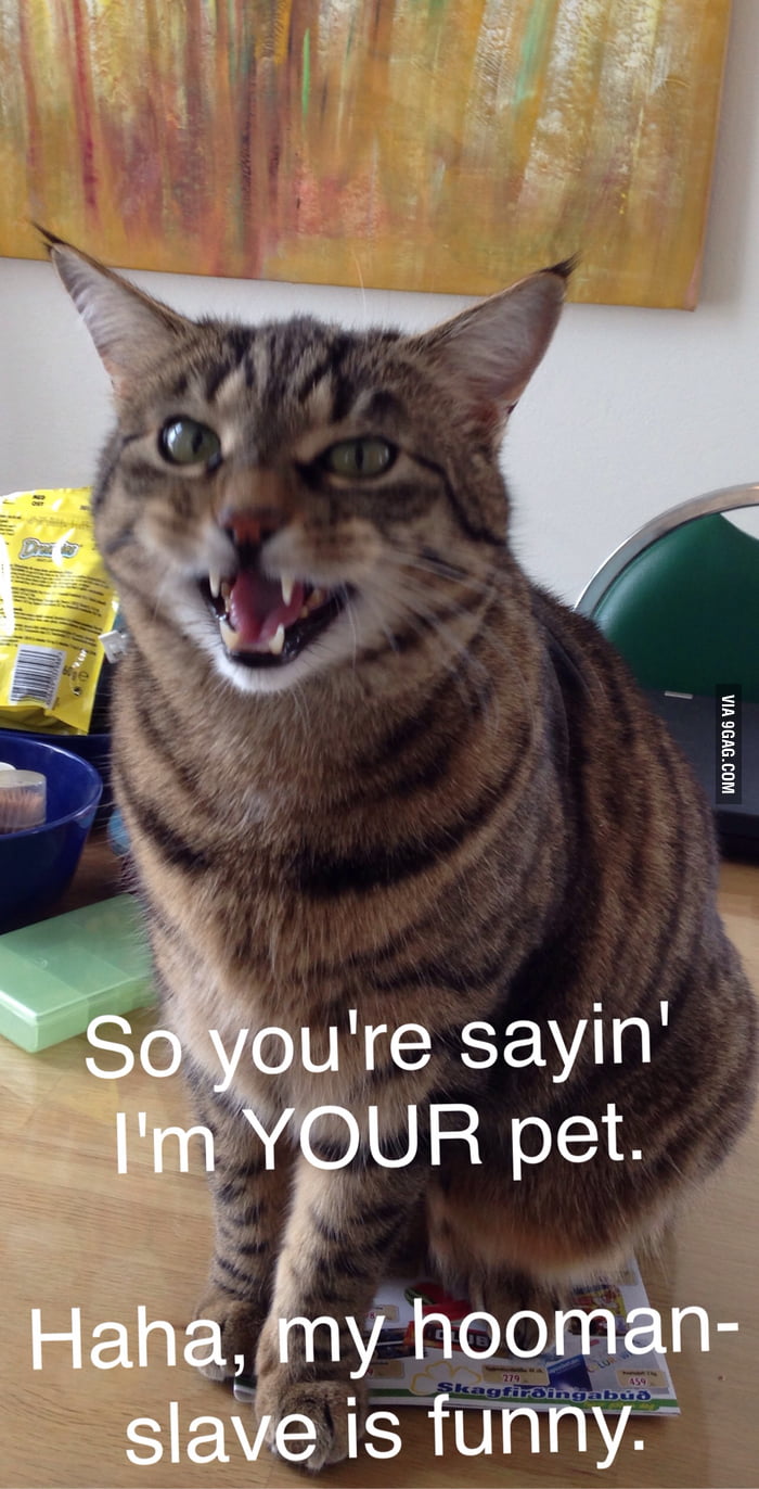 My hooman is funny - 9GAG