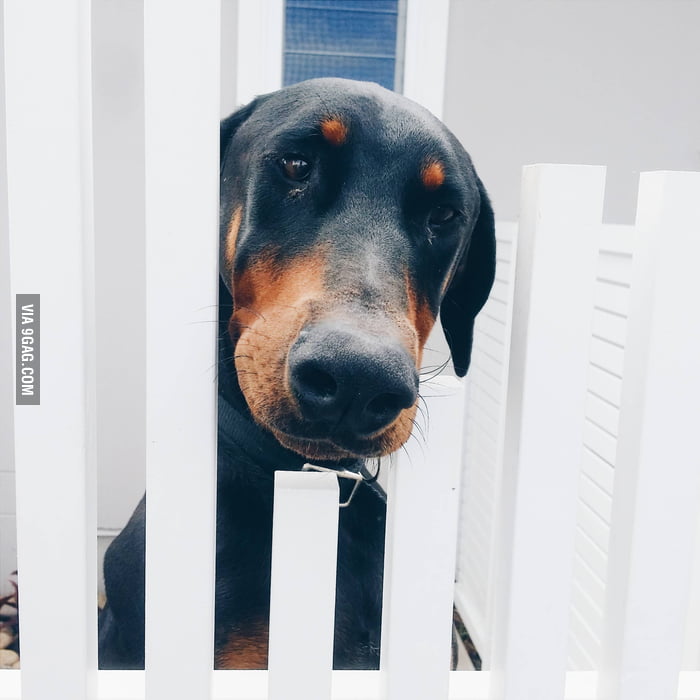 This guy pops his head over the fence to say hello when ever we walk ...