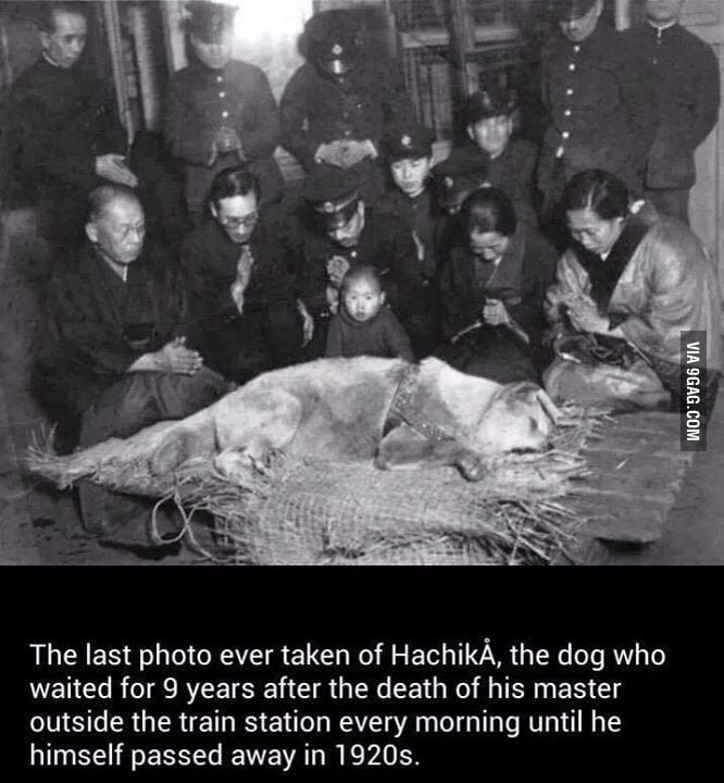 The last photo ever taken of Hachika... - 9GAG