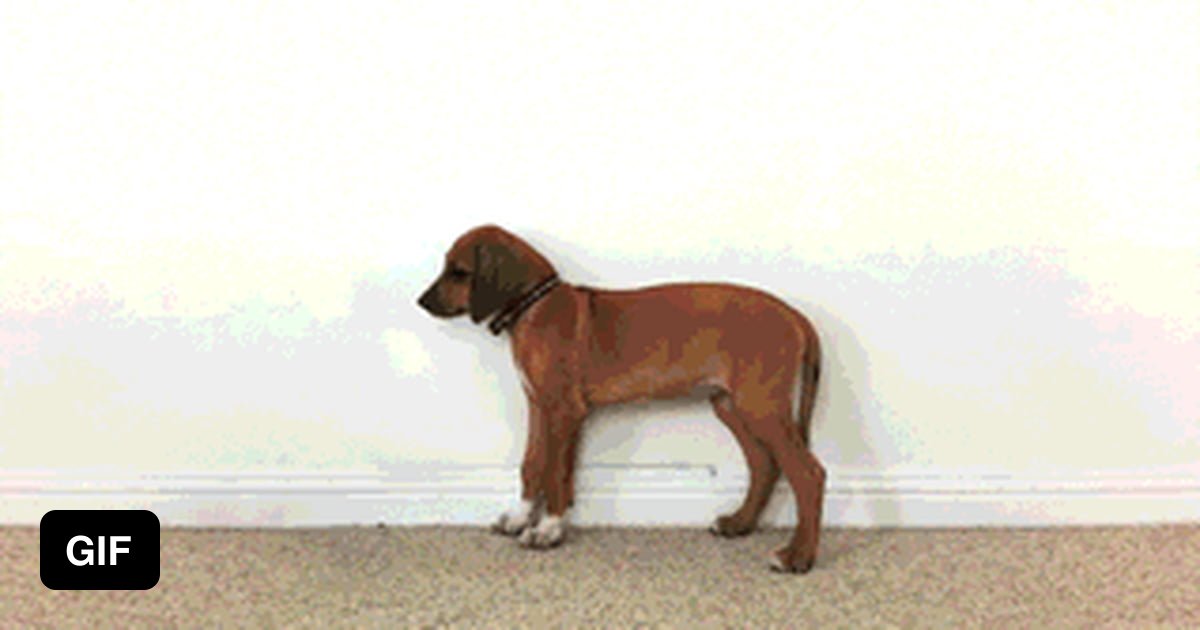 Time lapse of a dog growing up. - 9GAG