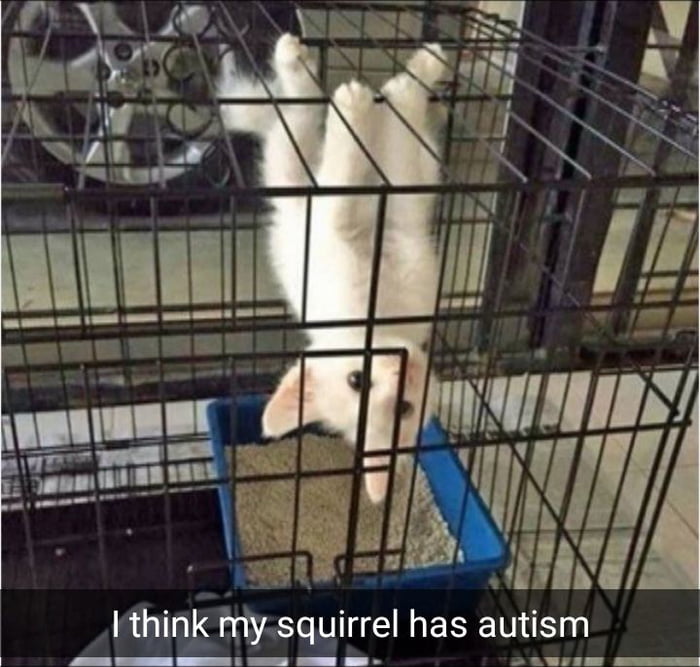 My squirrel has autism - 9GAG