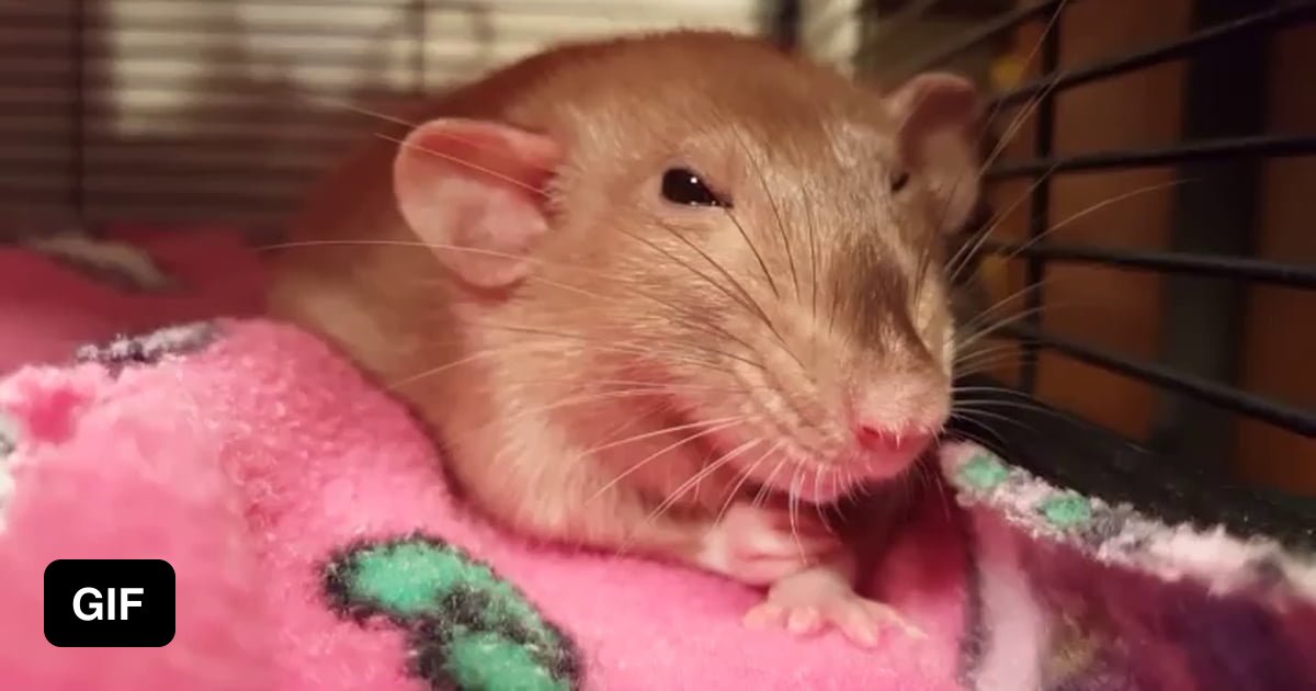 Rat clenches fist after roommate gets in his personal space - 9GAG