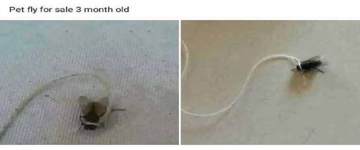 Pet Fly For Sale - 9GAG