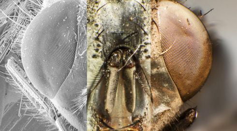 A gold-coated fly under an electron microscope - 9GAG
