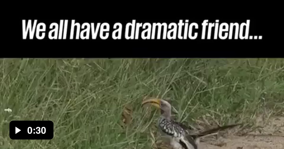 Dramatic animal - 9GAG