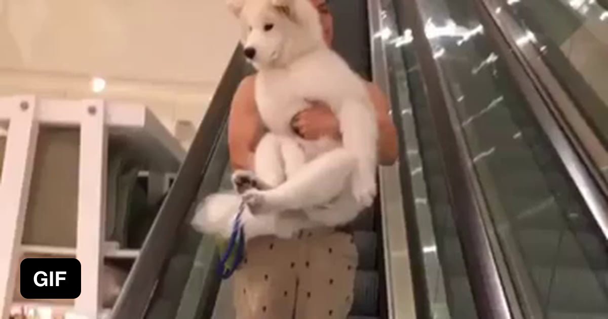 This pupper chose a good human - 9GAG